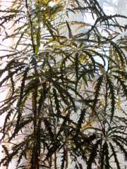 False Aralia Plant - Dizygotheca elegantissima - Care Tips, Picture
