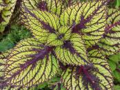 Growing Coleus Plant Indoors - Coleus blumei Pictures, Care Tips