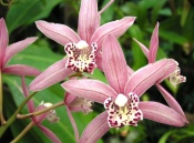 Cymbidium Orchid Plants - Care Tips