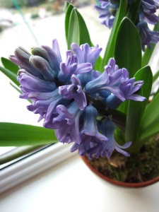 Hyacinth Flower - How to Force Hyacinth Bulbs Indoors