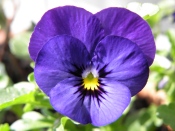 Pansy Plants Care Tips, Growing Pansies in Pots - Viola hybrids