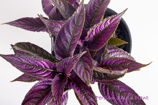 Persian Shield Plant Care Tips: Grow Strobilanthes dyerianus Indoors Persian Shield Plant Care Tips: Grow Strobilanthes dyerianus Indoors
