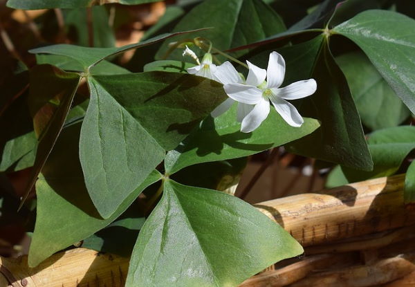 Shamrock Plant Care: How to Grow Happy-Go-Lucky Oxalis Indoors Shamrock Plant Care: How to Grow Happy-Go-Lucky Oxalis Indoors