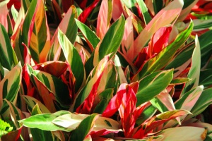 Hawaiian Ti Plant, Good Luck Tree - Cordyline Plant