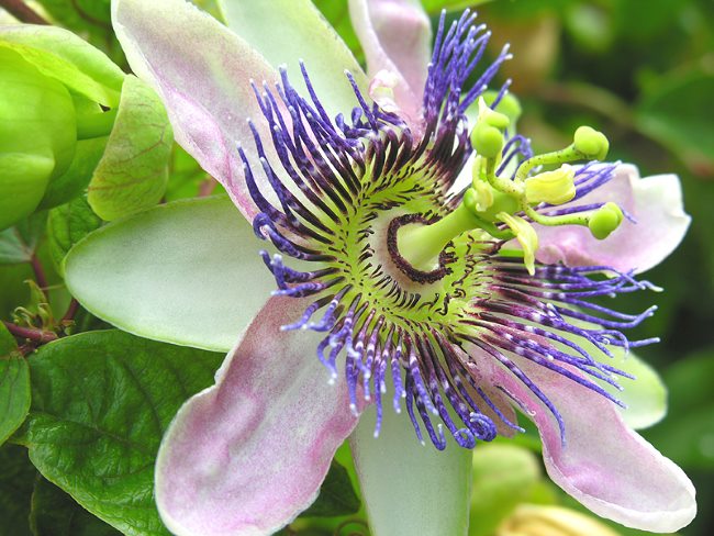 Blue Passion Flower Vine - Passiflora caerulea Pictures, Plant Care