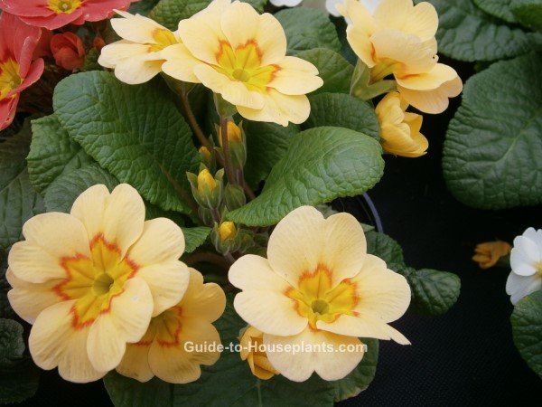 Primrose Flowers - Growing Primrose Plant Indoors Pictures, Care Tips